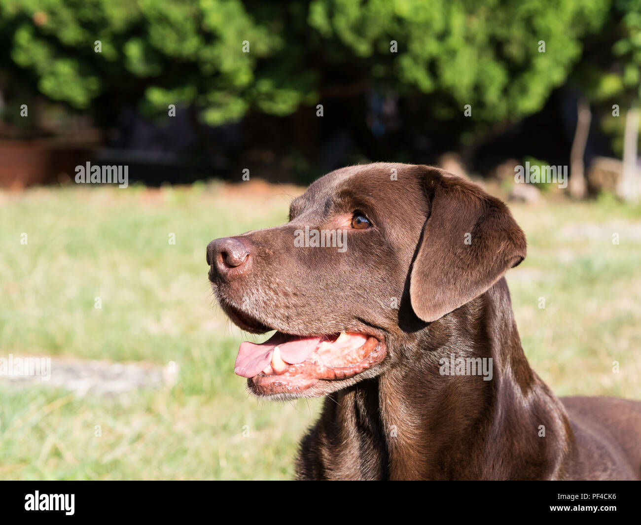 Chocolate Brown Labrador Retriever Dog Stock Photo - Alamy