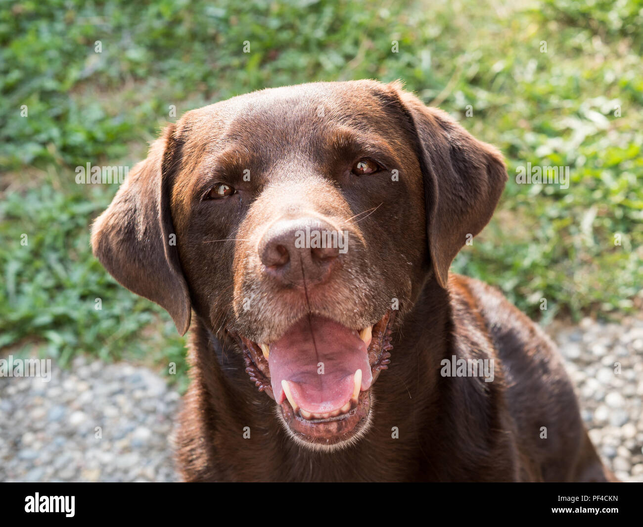 Chocolate Brown Labrador Retriever Dog Stock Photo - Alamy