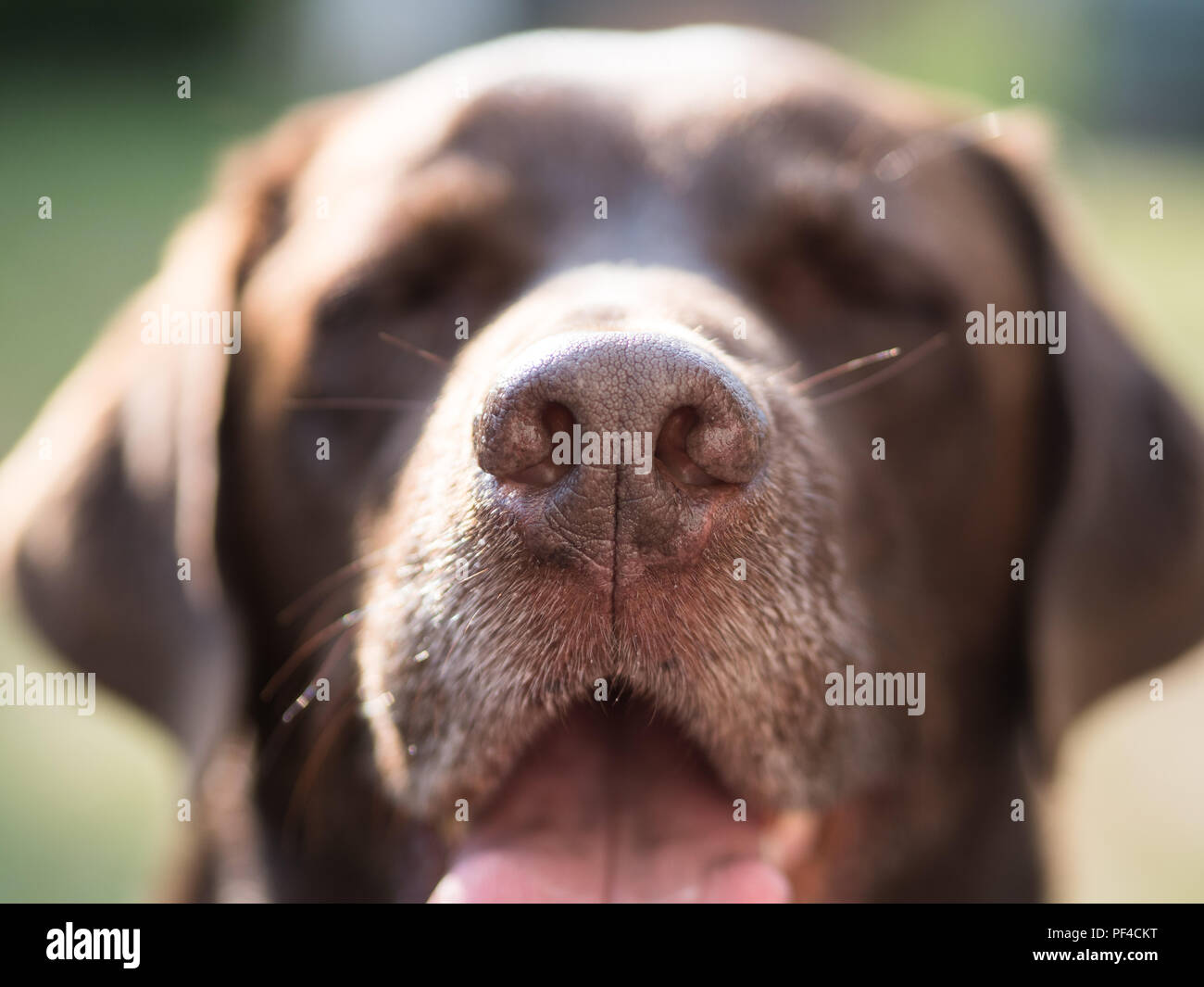 Chocolate Brown Labrador Retriever Dog Stock Photo - Alamy