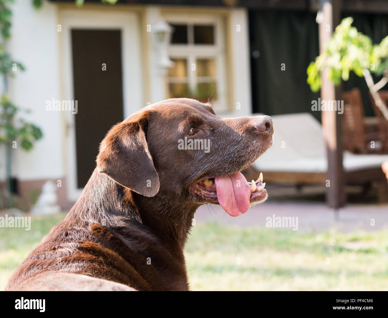 Chocolate Brown Labrador Retriever Dog Stock Photo - Alamy