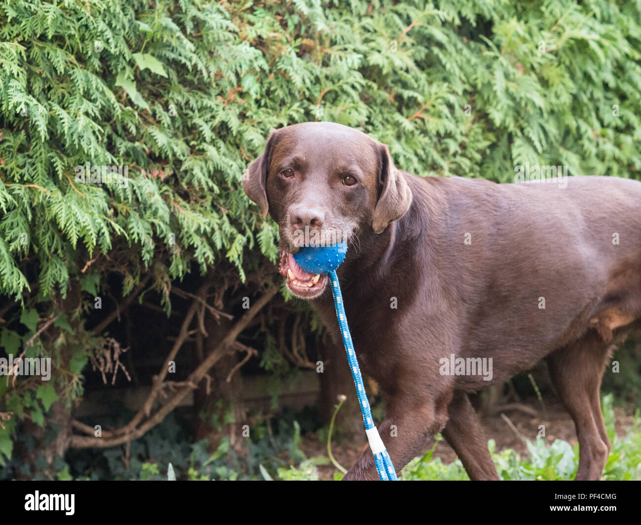 Chocolate Brown Labrador Retriever Dog Stock Photo - Alamy