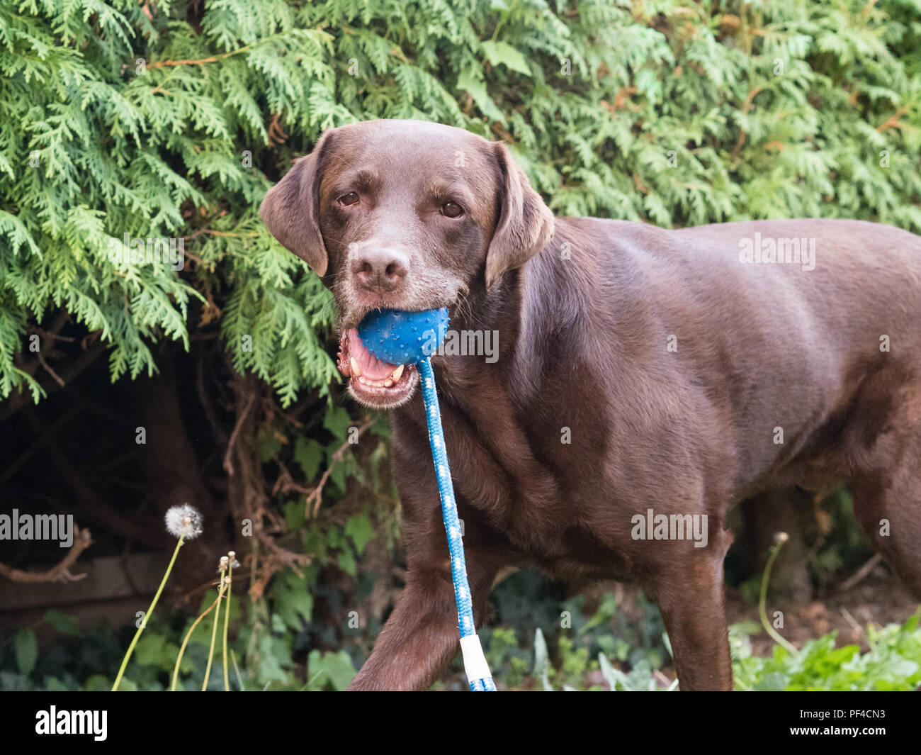 Chocolate Brown Labrador Retriever Dog Stock Photo - Alamy