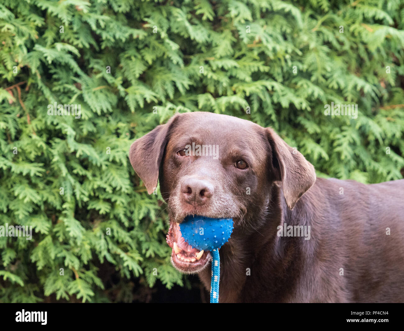 Chocolate Brown Labrador Retriever Dog Stock Photo - Alamy