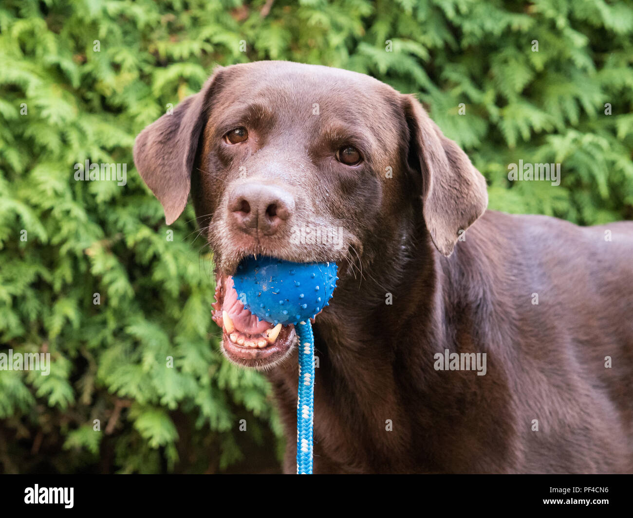 Chocolate Brown Labrador Retriever Dog Stock Photo - Alamy