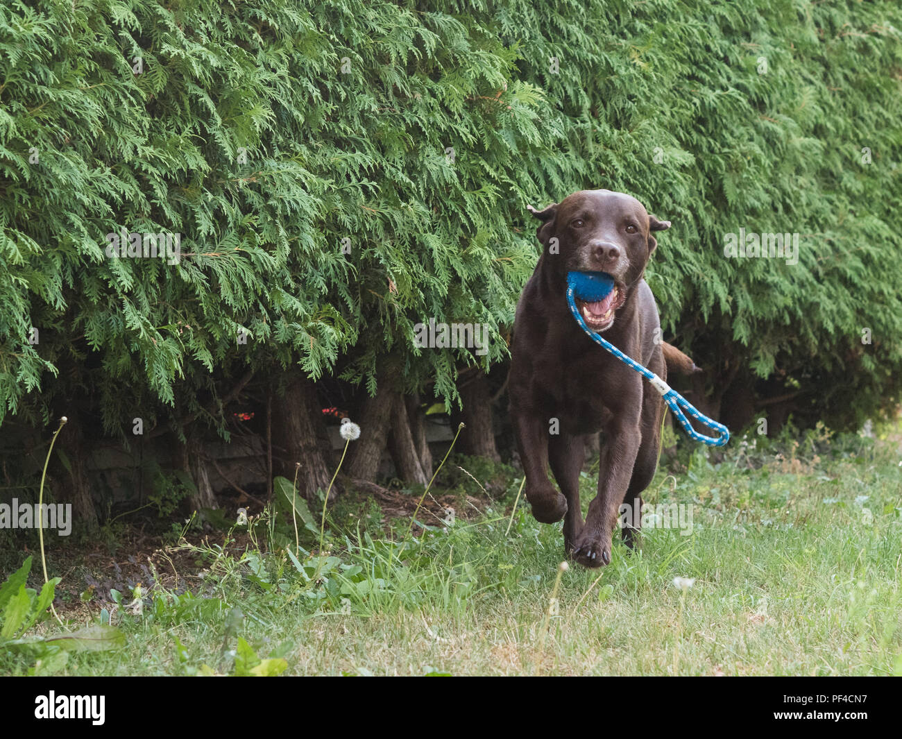 Chocolate Brown Labrador Retriever Dog Stock Photo - Alamy