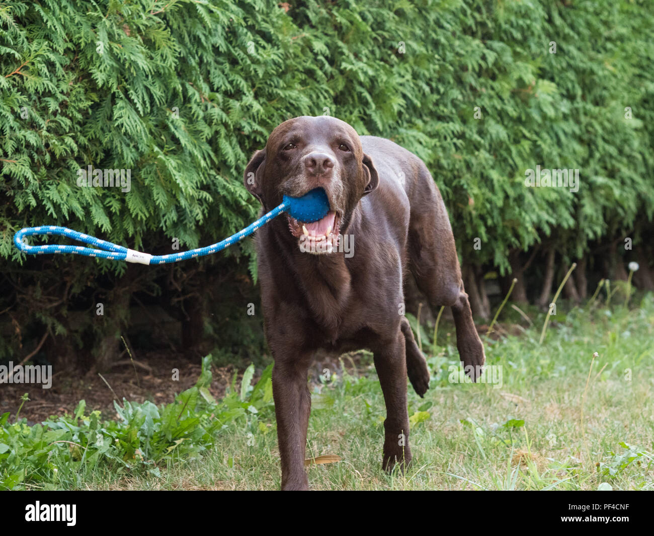 Chocolate Brown Labrador Retriever Dog Stock Photo - Alamy