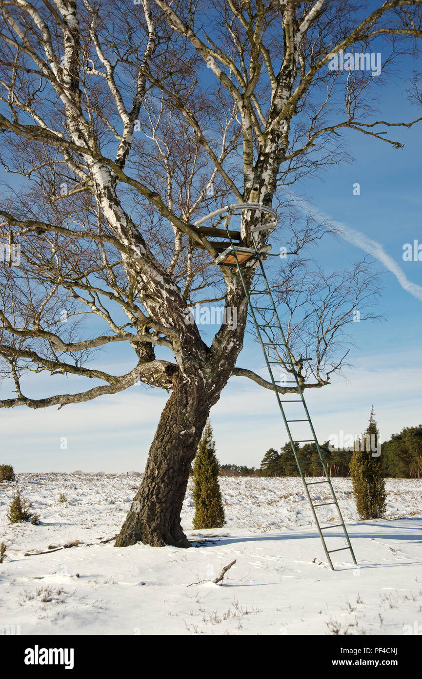 Birke mit Hochsitz im Winter in der Heide | birch-tree with deerstand ...