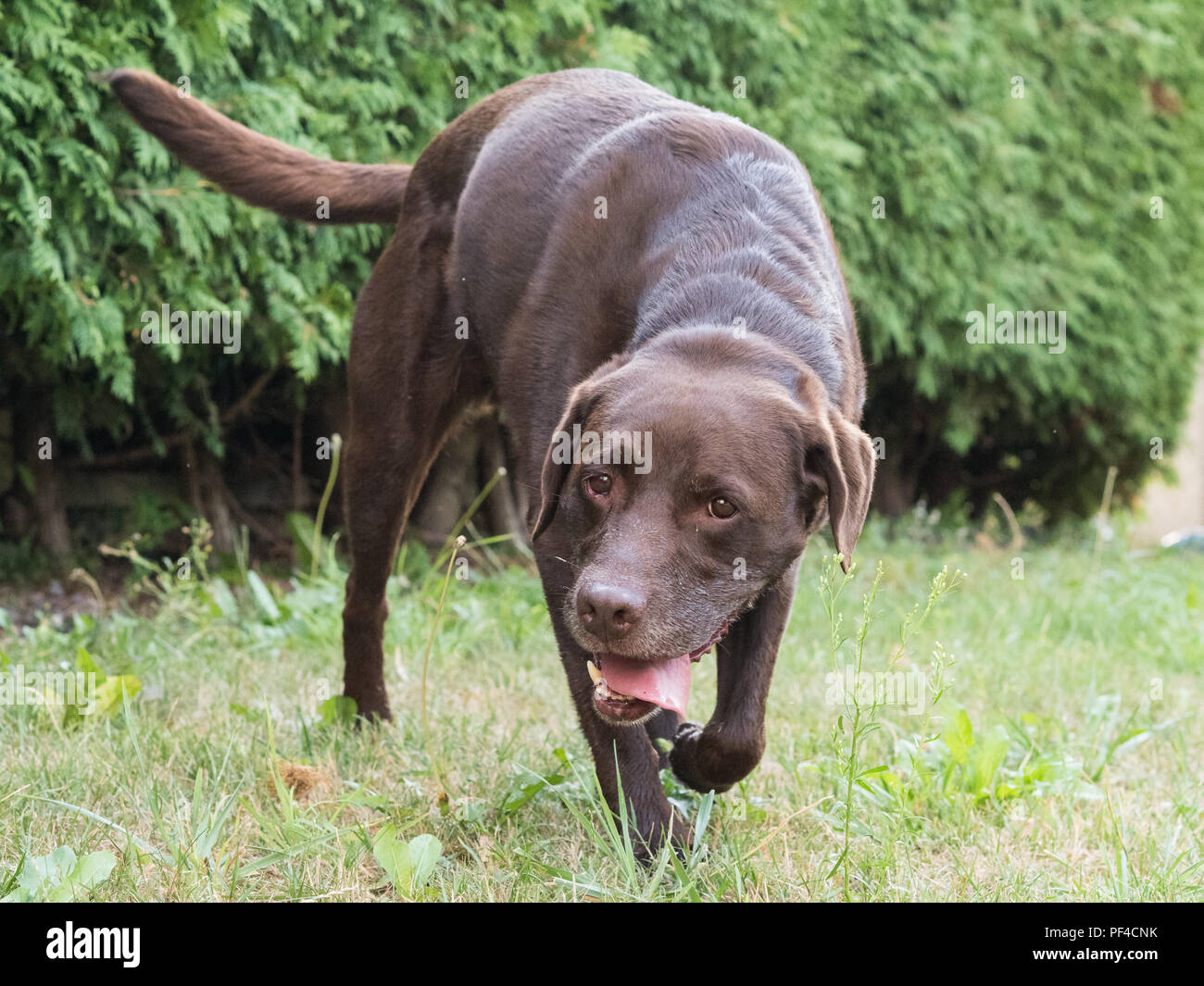 Chocolate Brown Labrador Retriever Dog Stock Photo - Alamy