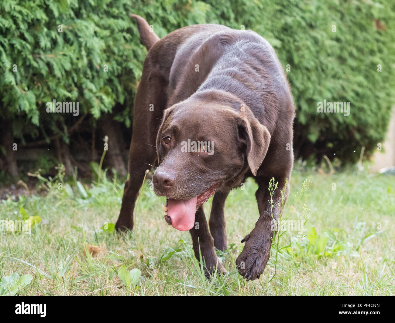 Chocolate Brown Labrador Retriever Dog Stock Photo - Alamy