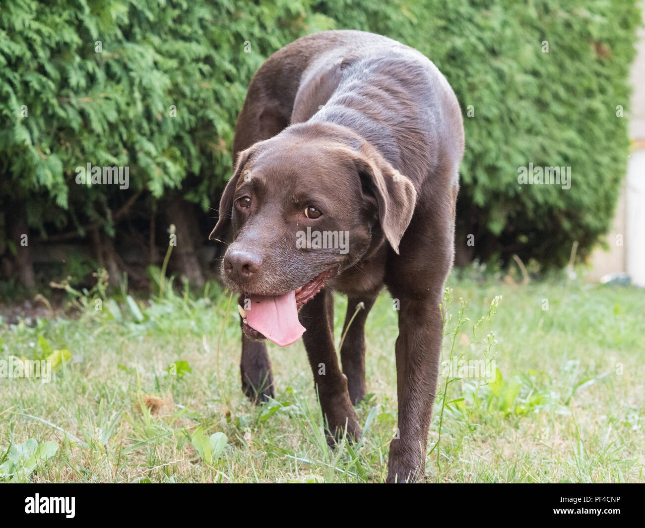 Chocolate Brown Labrador Retriever Dog Stock Photo - Alamy