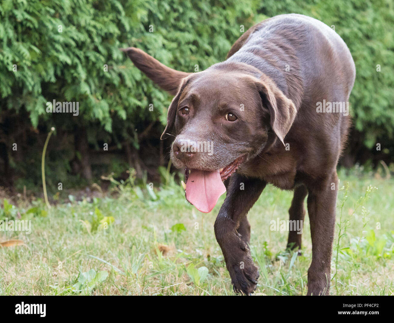 Chocolate Brown Labrador Retriever Dog Stock Photo - Alamy