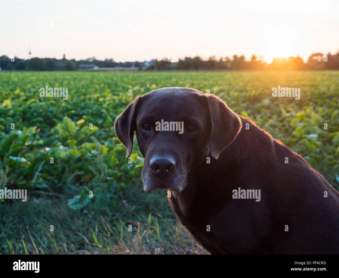 Chocolate Brown Labrador Retriever Dog Stock Photo - Alamy