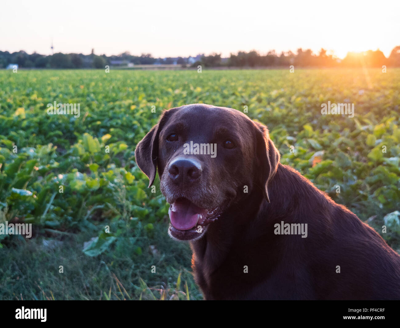 Chocolate Brown Labrador Retriever Dog Stock Photo - Alamy
