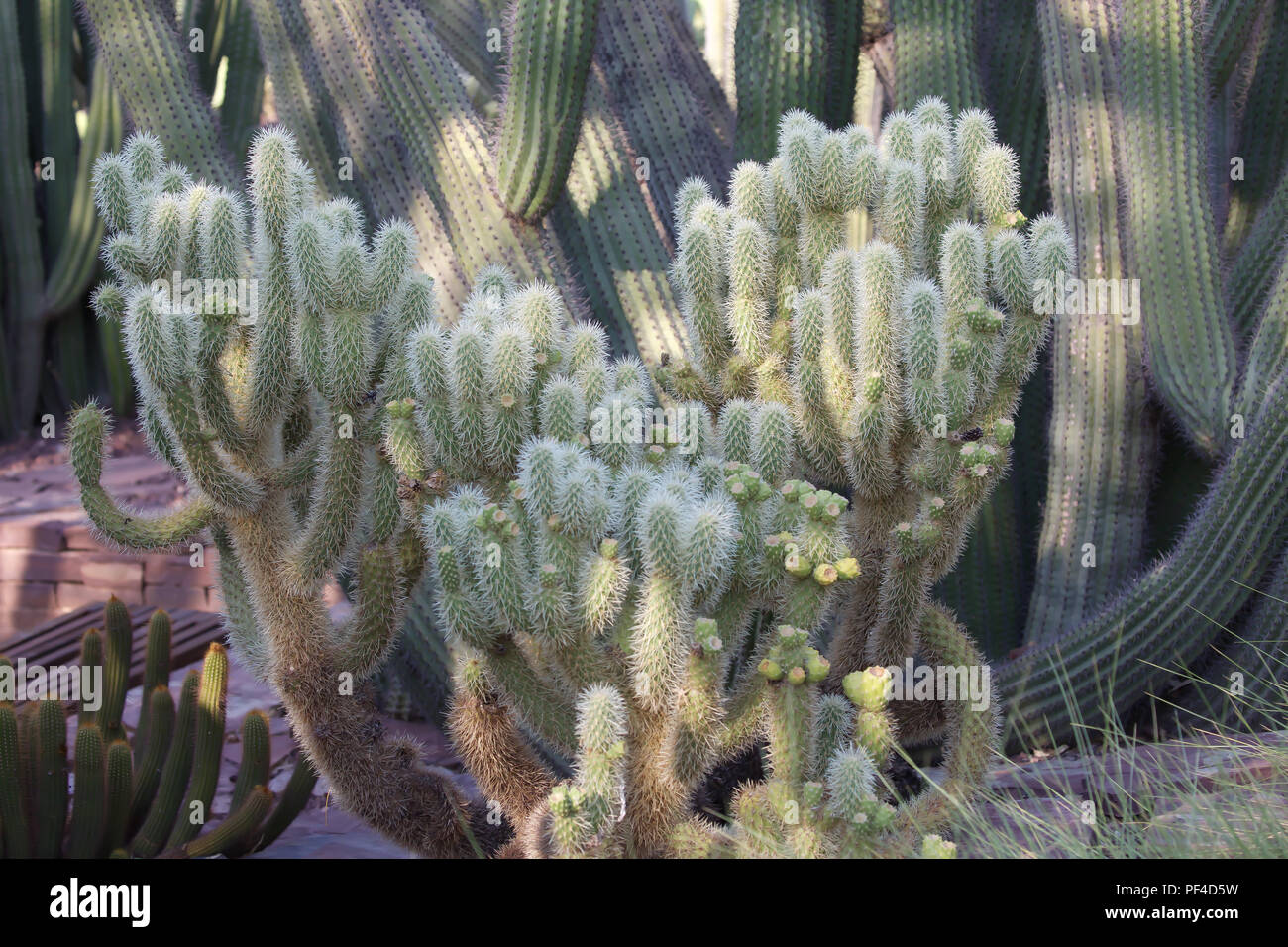 Large Cacti in Phoenix, Arizona,USA Stock Photo - Alamy