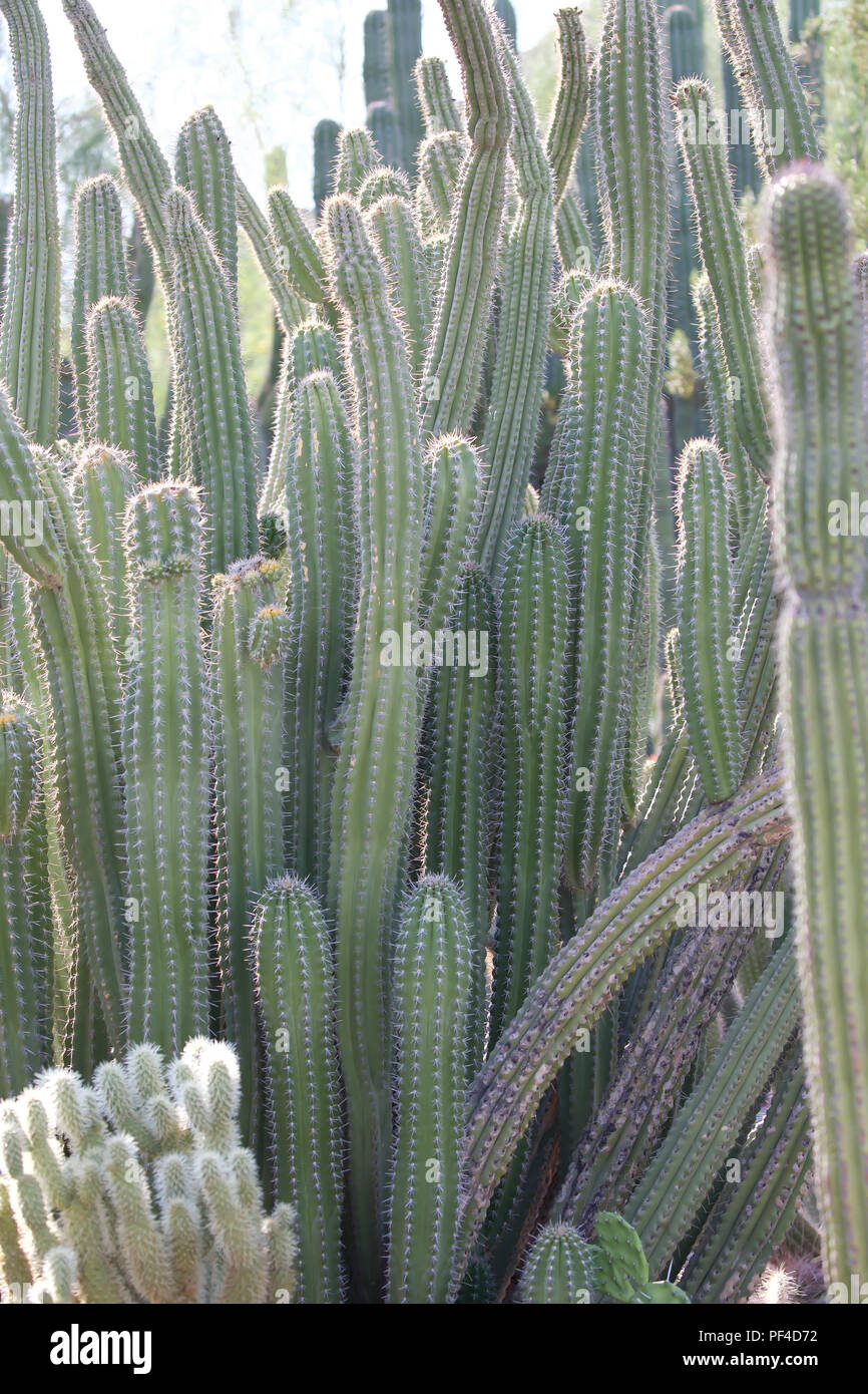 Large Cacti in Phoenix, Arizona,USA Stock Photo - Alamy