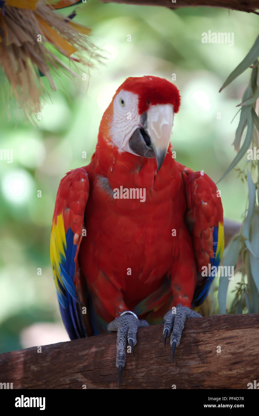 Red Parrot in Phoenix Zoo, Arizona,USA Stock Photo - Alamy