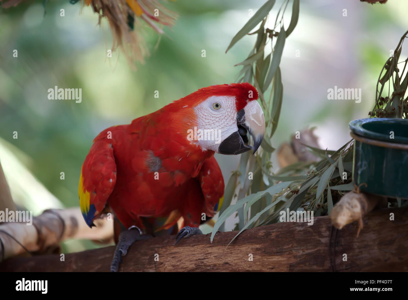 Red Parrot in Phoenix Zoo, Arizona,USA Stock Photo - Alamy