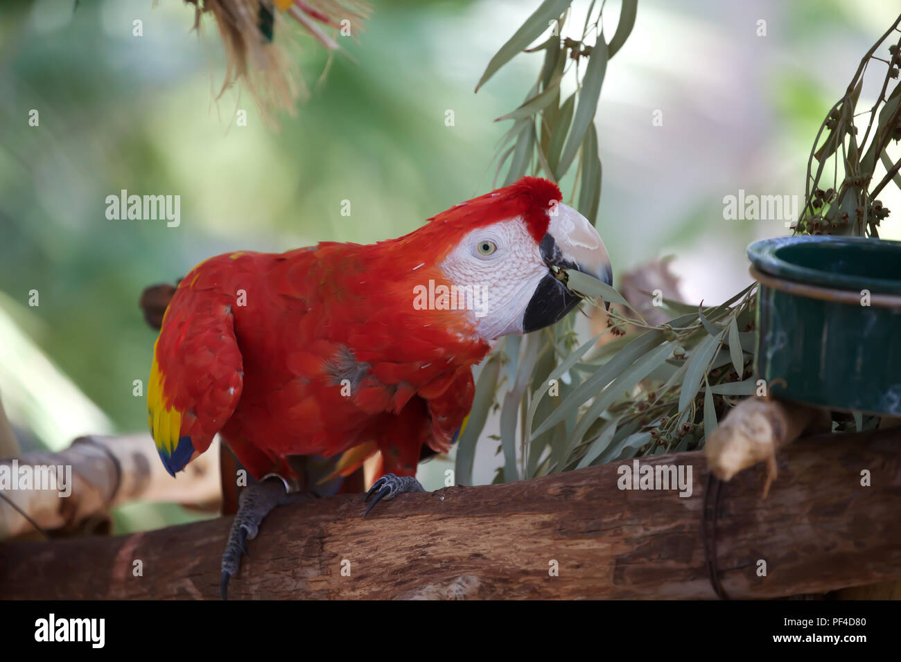 Red Parrot in Phoenix Zoo, Arizona,USA Stock Photo - Alamy