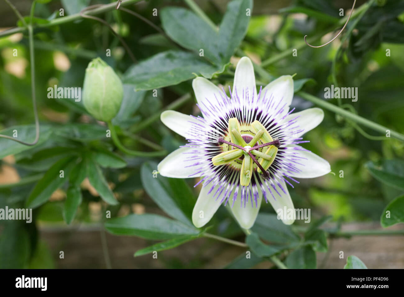 Passionflower passionflowers passiflora flower hi-res stock photography ...