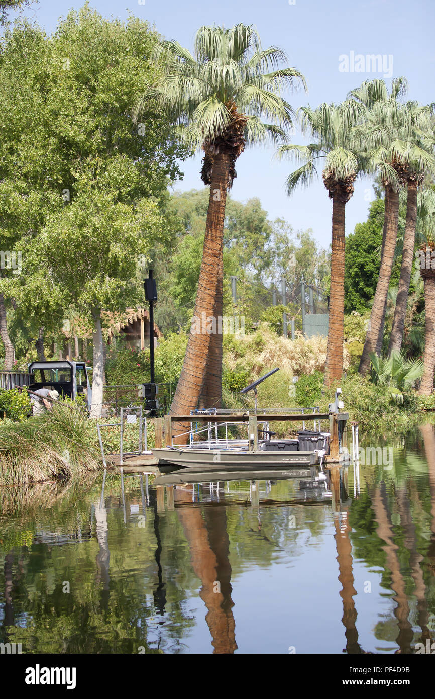 Trees In Phoenix Arizona