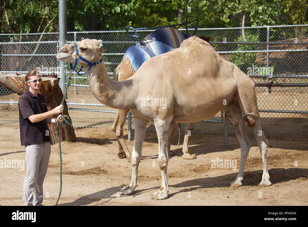 Camel leg legs hi-res stock photography and images - Alamy