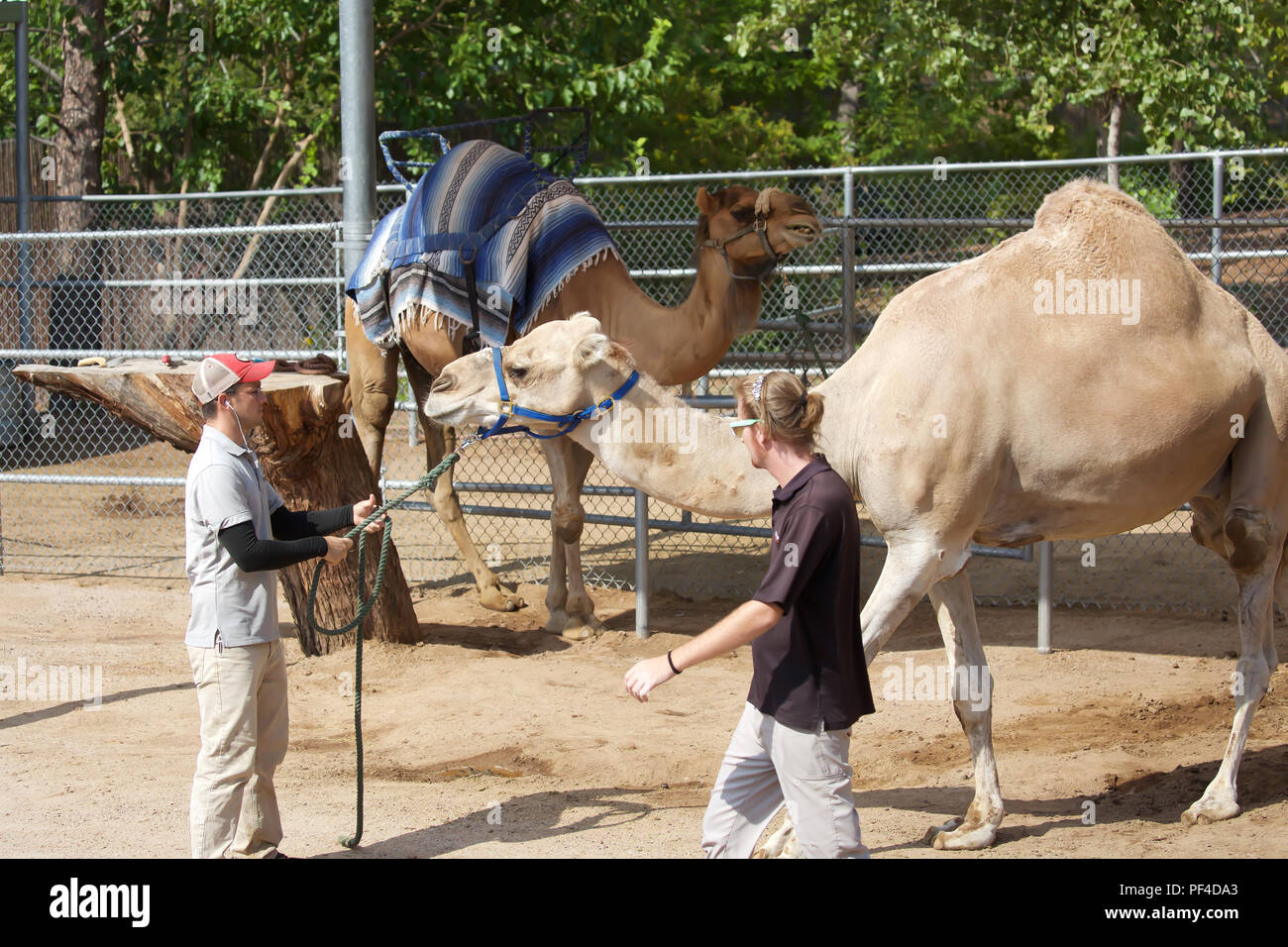 Camel in Phoenix Zoo, Arizona,USA Stock Photo - Alamy