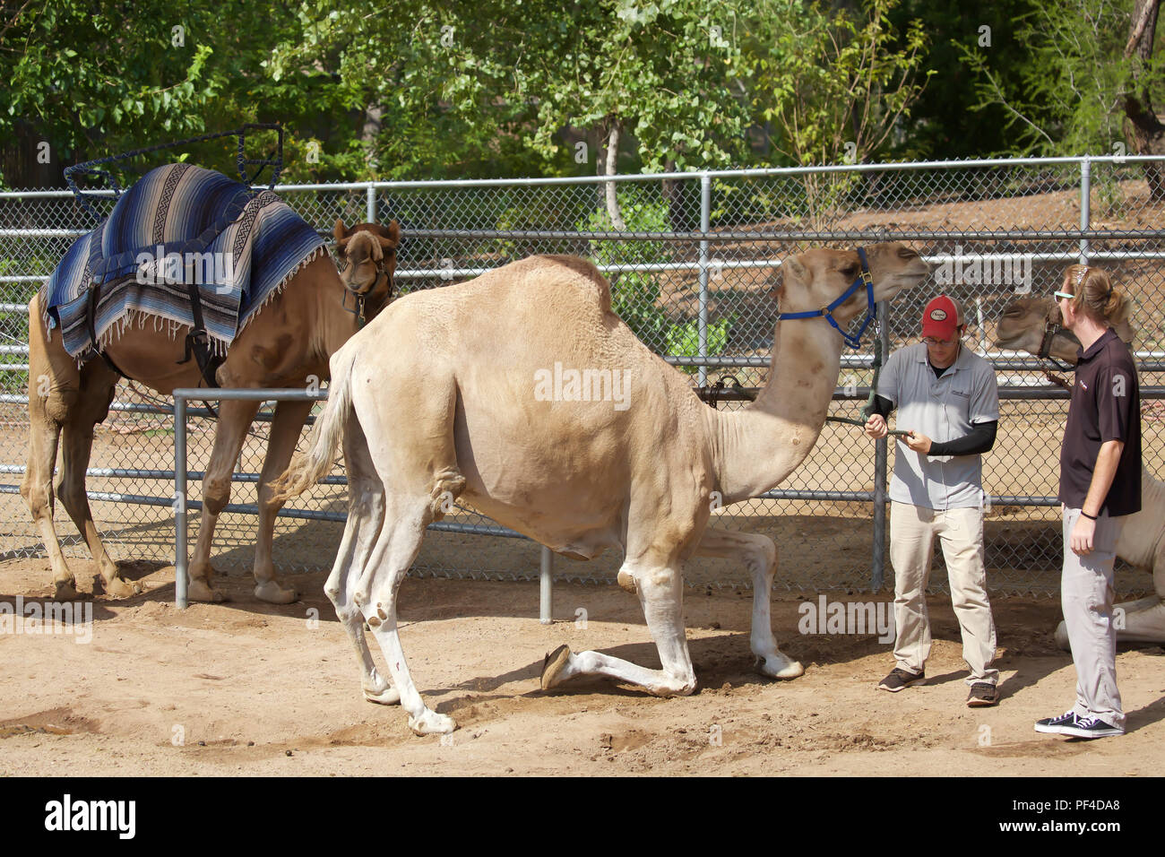 Camel in Phoenix Zoo, Arizona,USA Stock Photo - Alamy