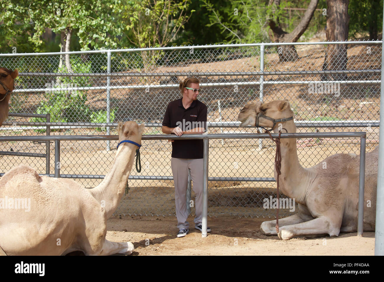 Camel in Phoenix Zoo, Arizona,USA Stock Photo - Alamy