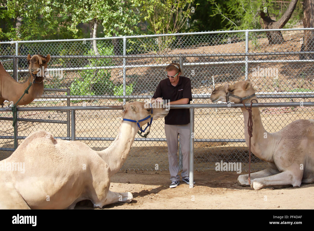 Camel in Phoenix Zoo, Arizona,USA Stock Photo - Alamy