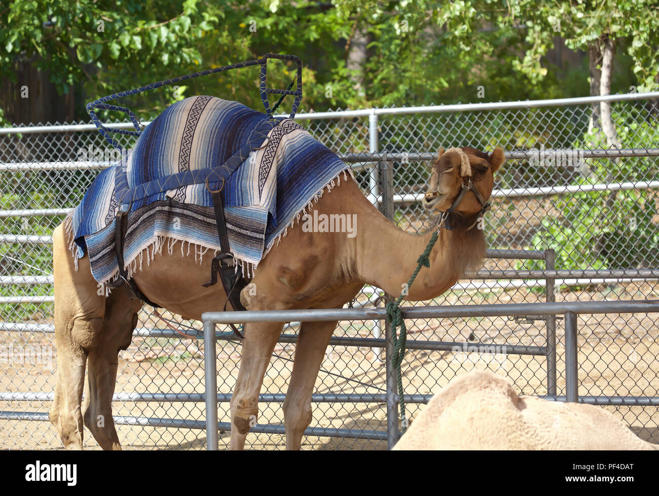 Camel leg legs hi-res stock photography and images - Alamy