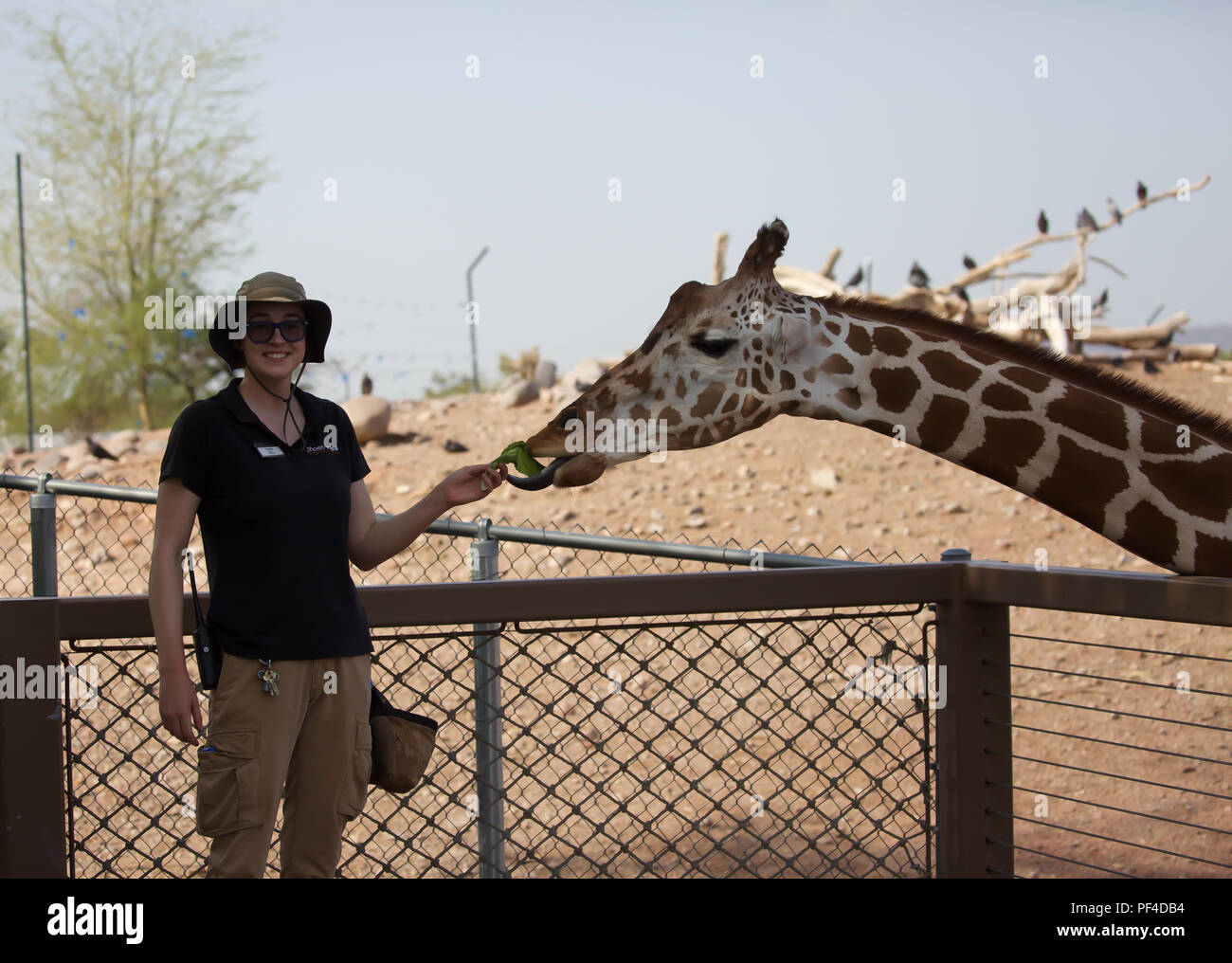 Giraffe in Phoenix Zoo, Arizona,USA Stock Photo - Alamy