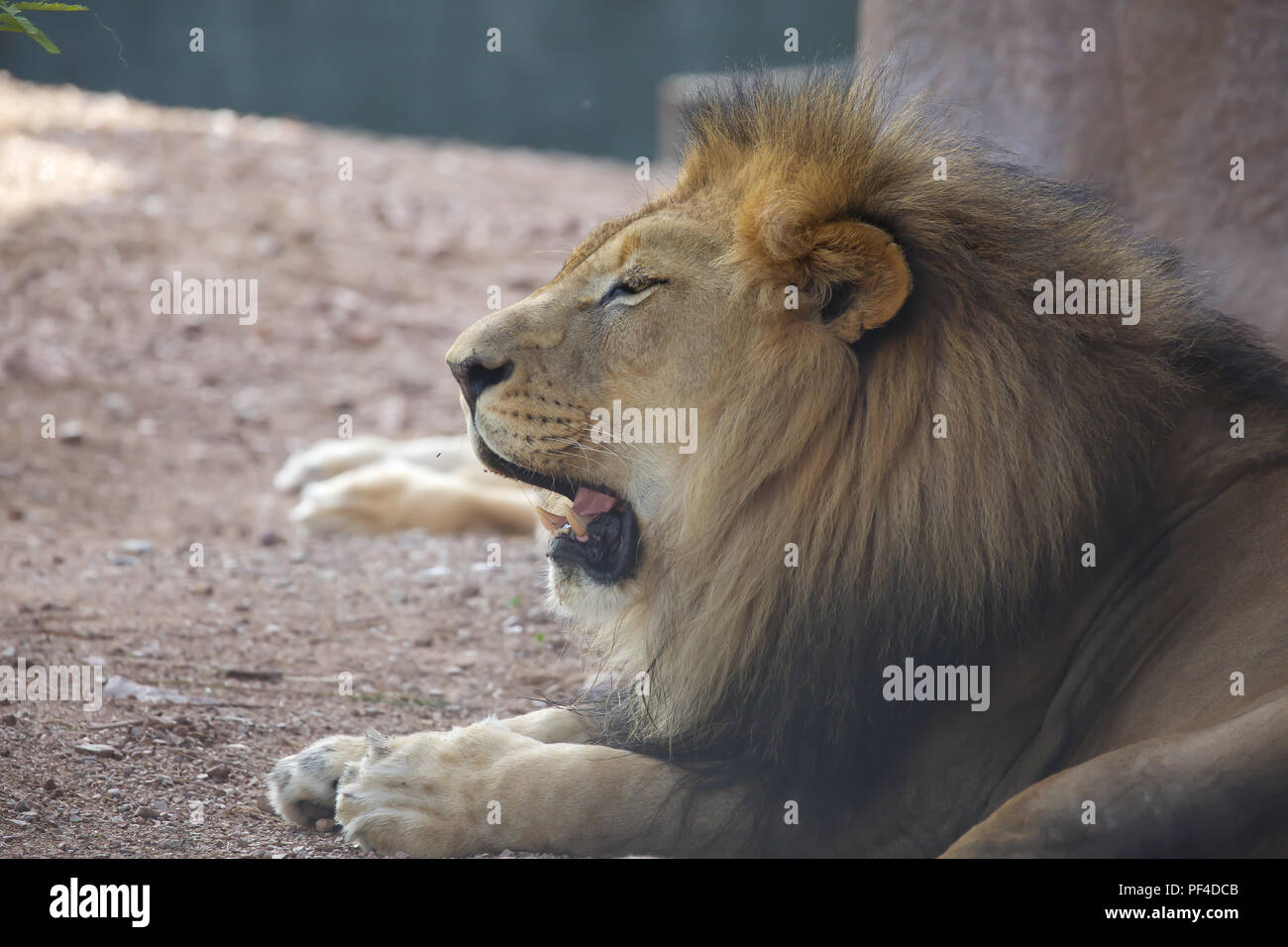 Male Lion in Phoenix Zoo, Arizona,USA Stock Photo - Alamy