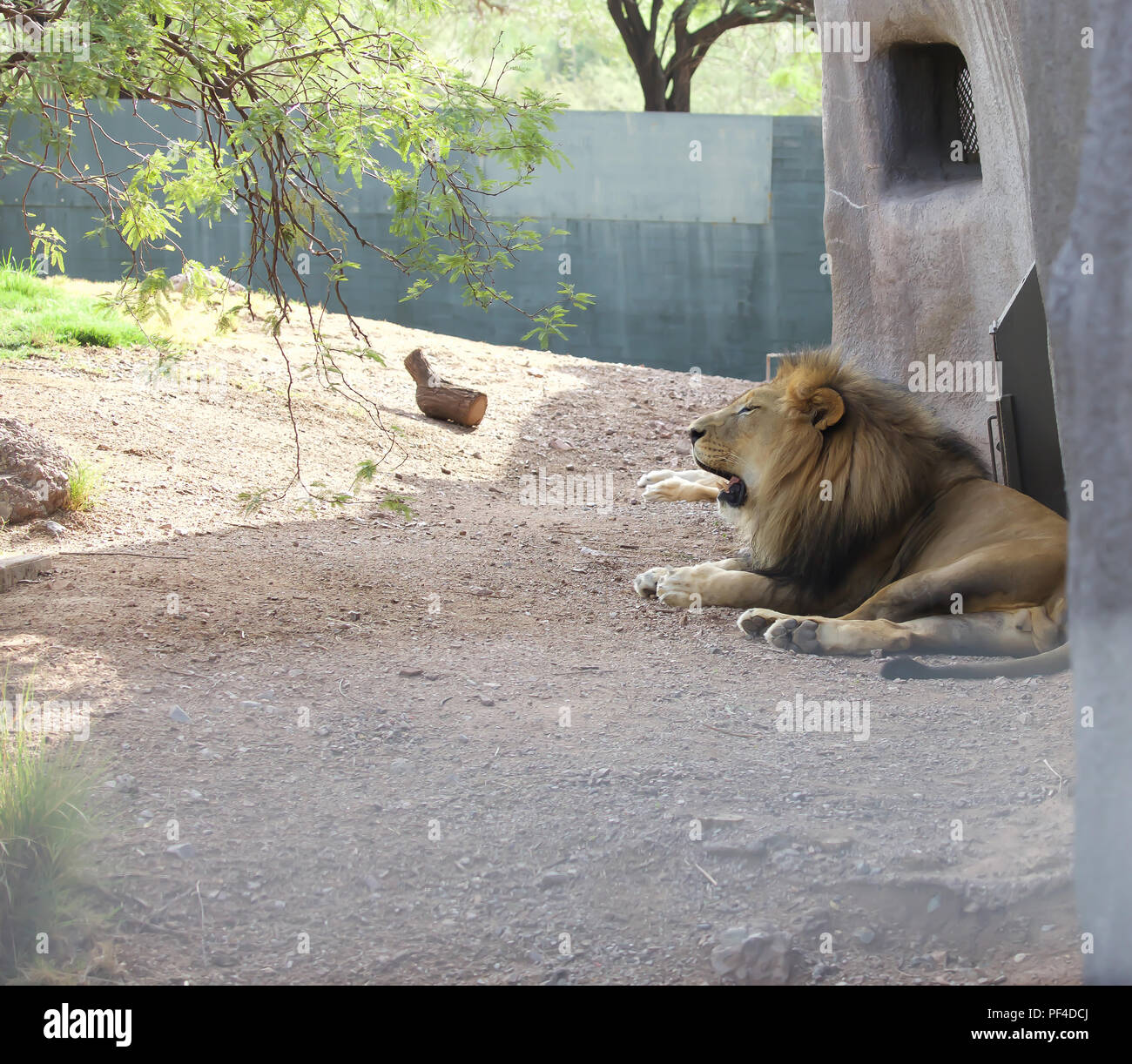 Male Lion in Phoenix Zoo, Arizona,USA Stock Photo - Alamy