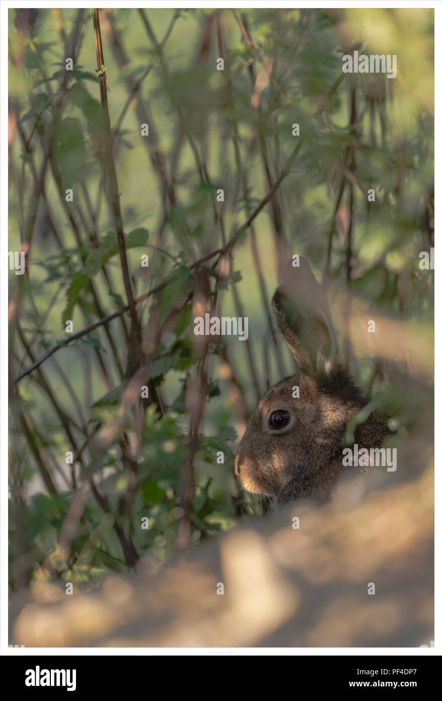 Hare ears hi-res stock photography and images - Alamy