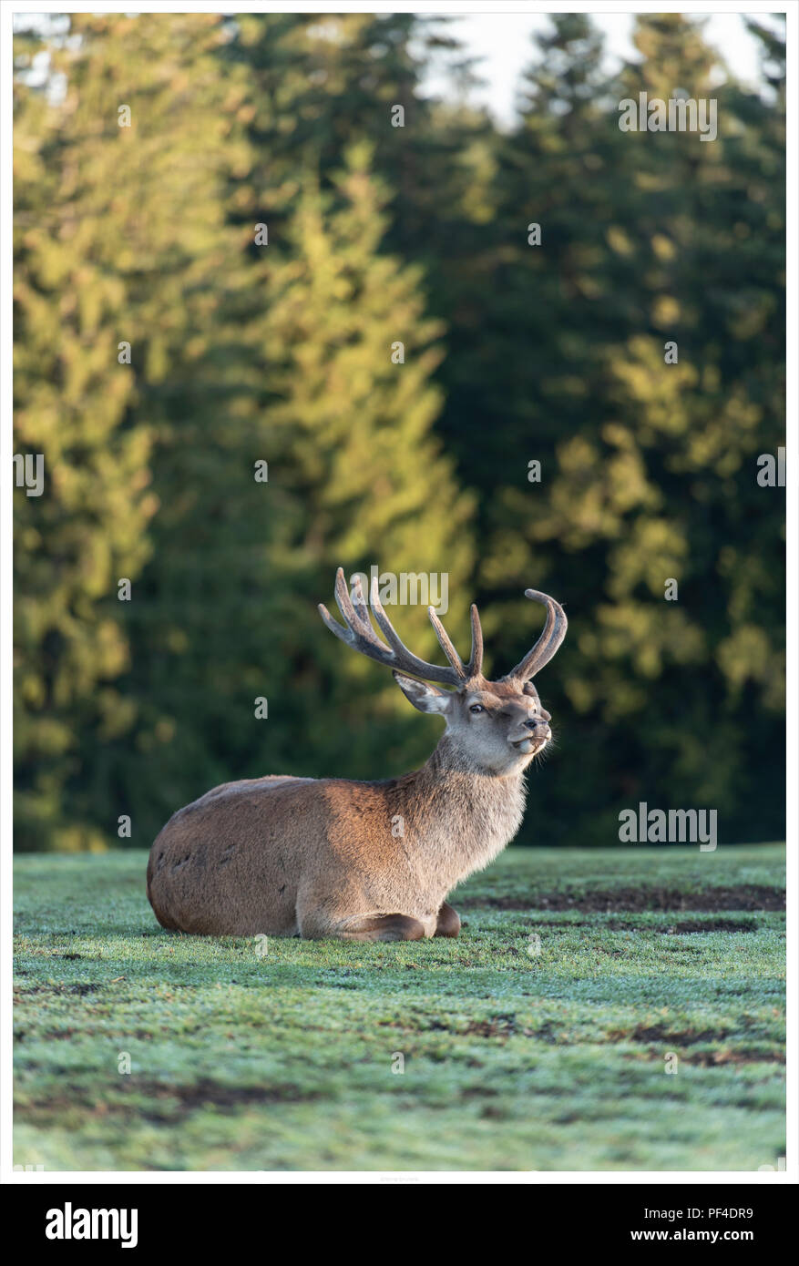 Red deer antlers trophy hi-res stock photography and images - Alamy