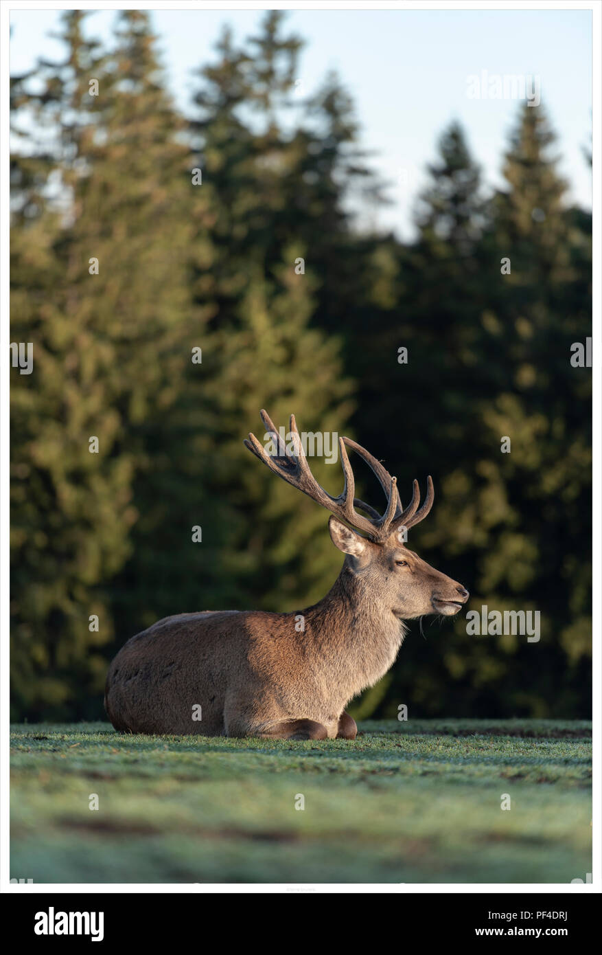 red deer stag Stock Photo - Alamy