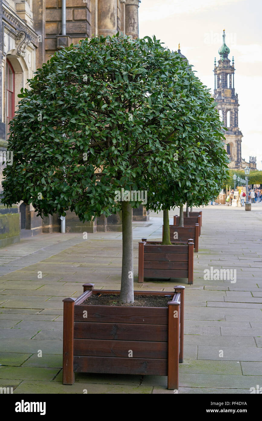 Laurel tree terrace hi-res stock photography and images - Alamy