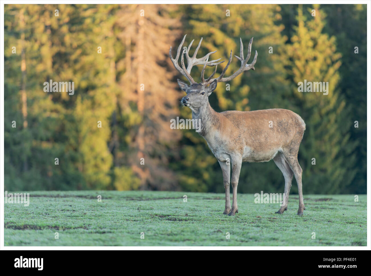 Scottish elk hi-res stock photography and images - Alamy