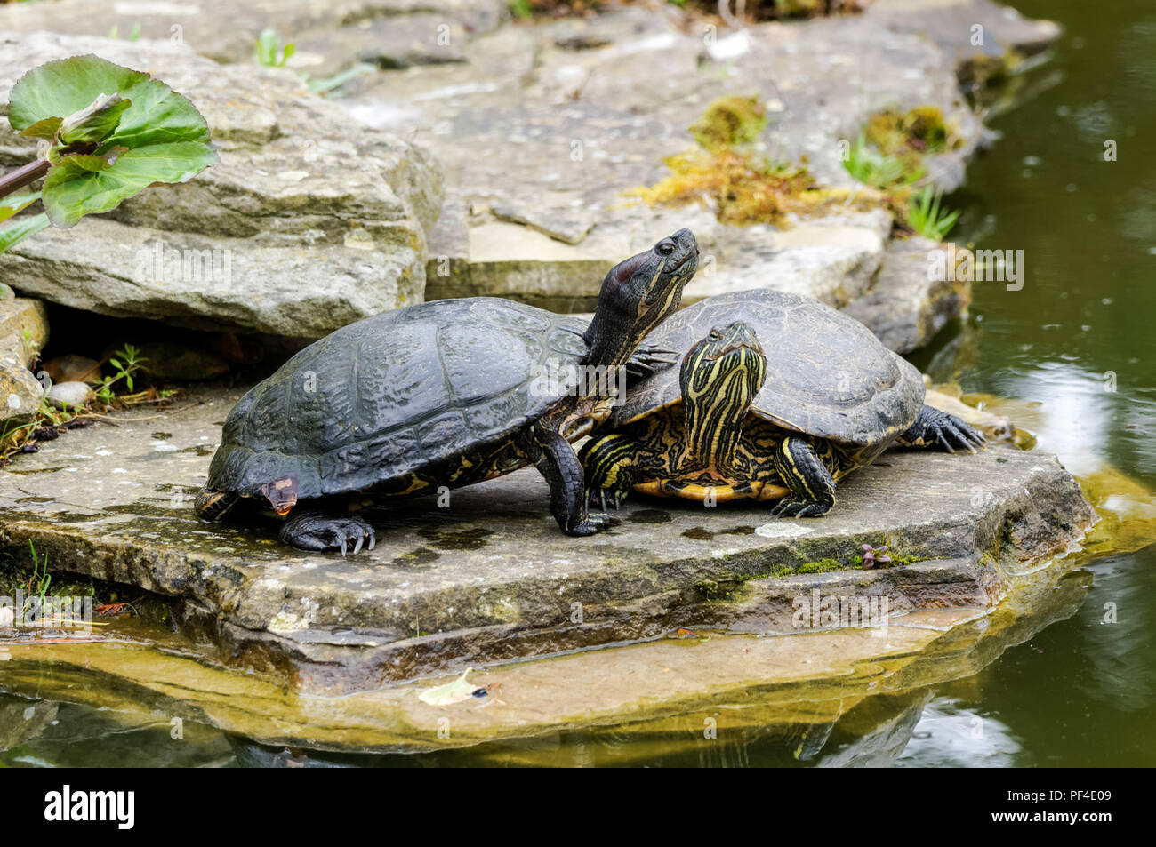 Wild red eared slider turtle hi-res stock photography and images - Alamy