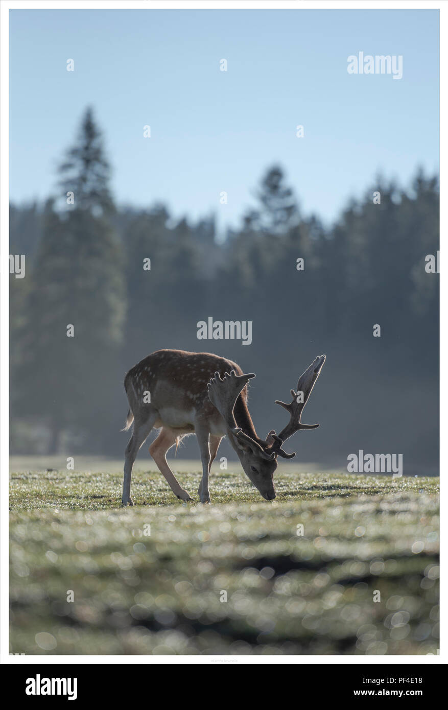 Fallow deer male big horns hi-res stock photography and images - Alamy
