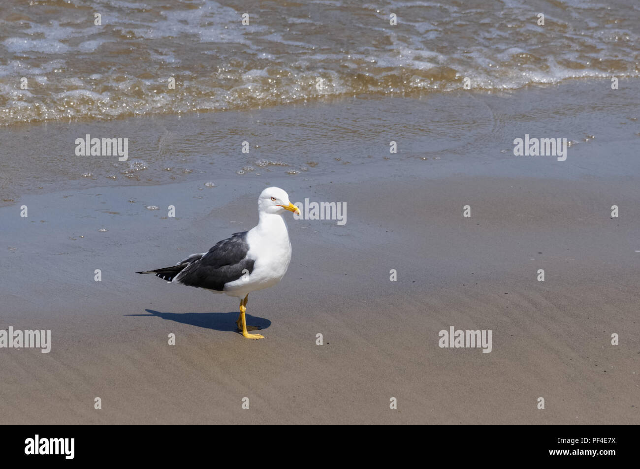 Thames wildlife hi-res stock photography and images - Alamy