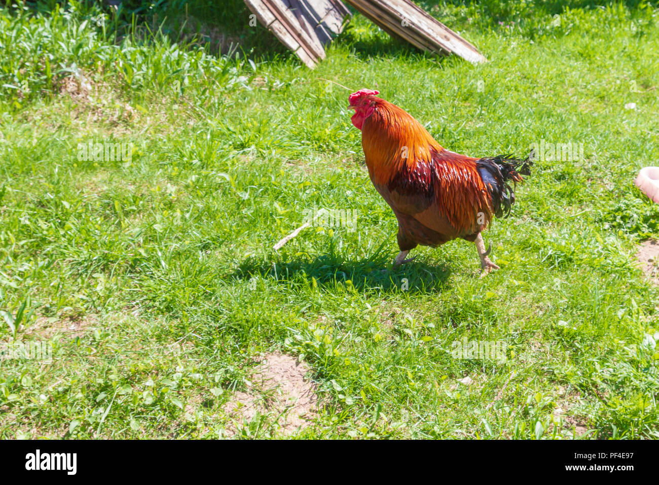 Chicken walk around the yard in the village in the spring Stock Photo ...