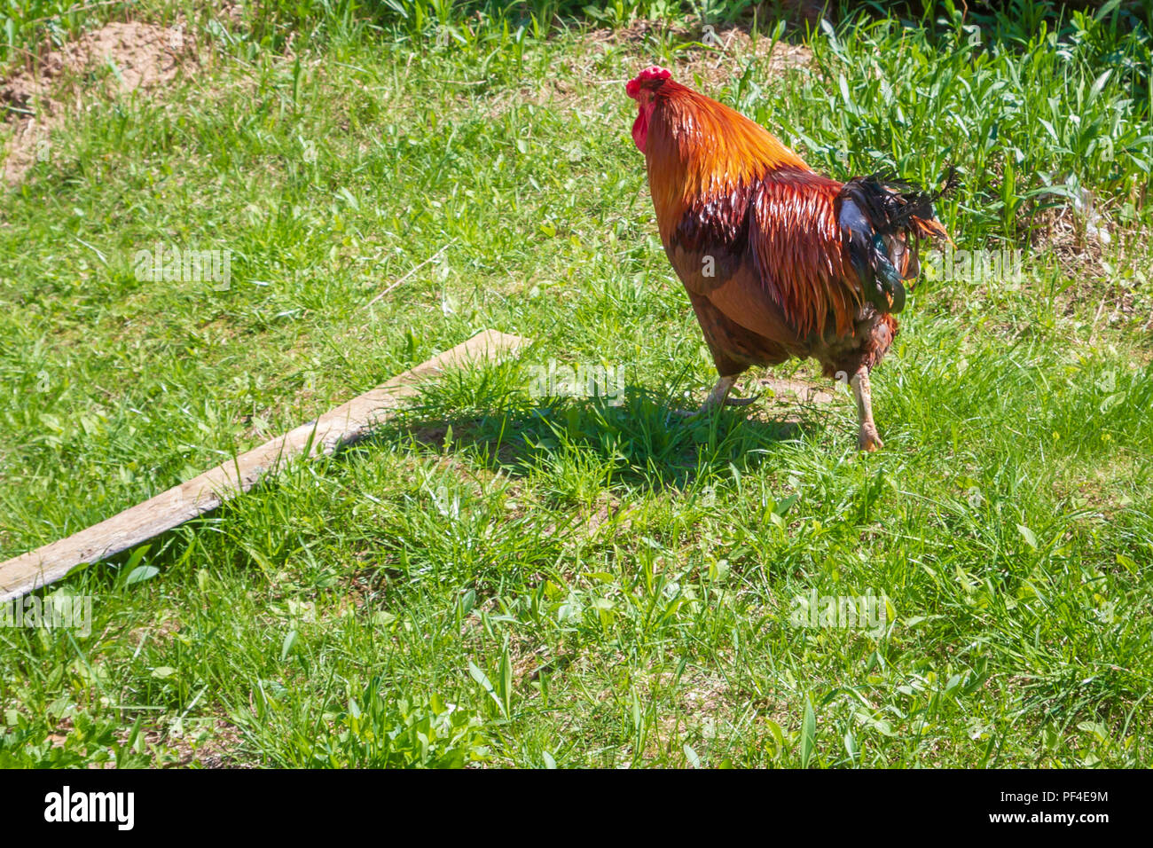 Chicken walk around the yard in the village in the spring Stock Photo ...