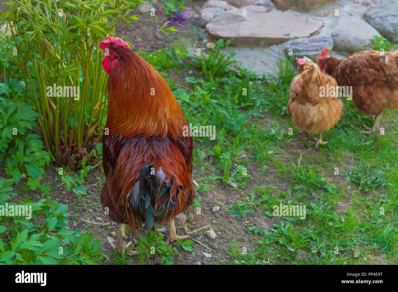 Chicken walk around the yard in the village in the spring Stock Photo ...