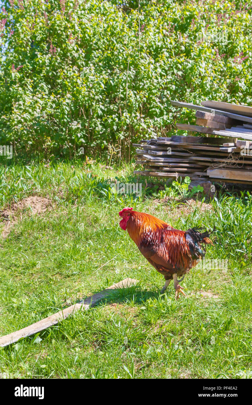 Chicken walk around the yard in the village in the spring Stock Photo ...