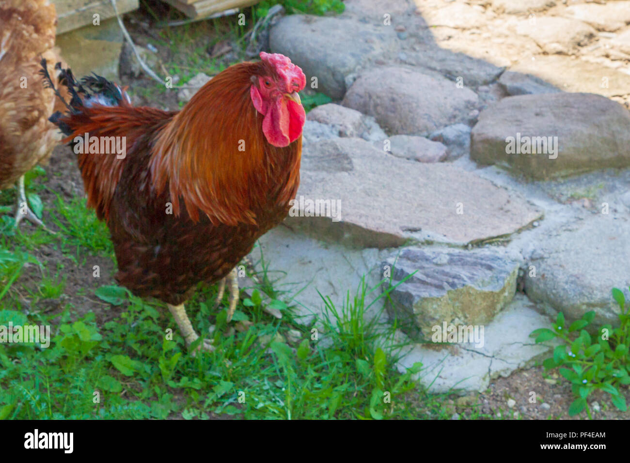 Chicken walk around the yard in the village in the spring Stock Photo ...
