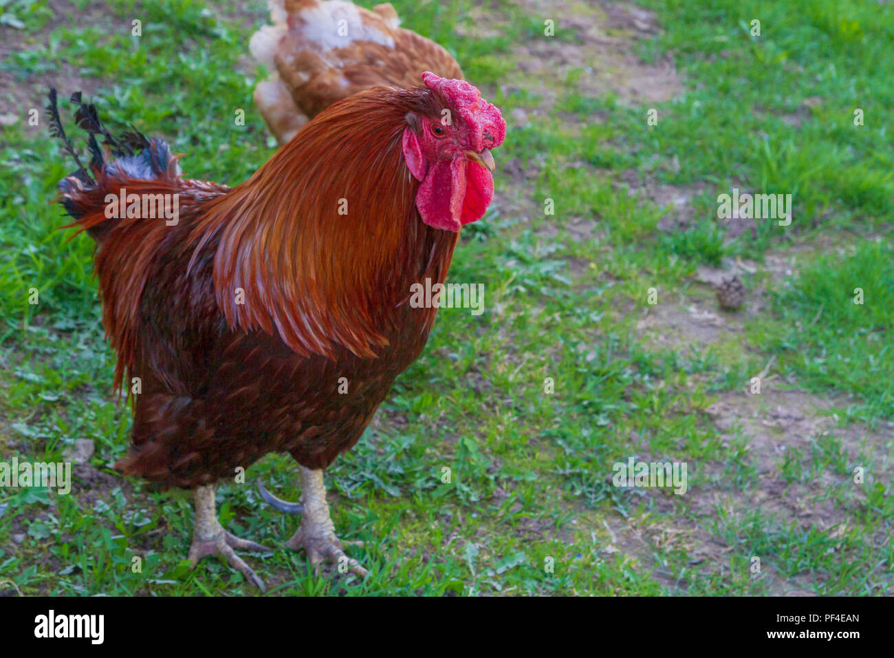 Chicken walk around the yard in the village in the spring Stock Photo ...