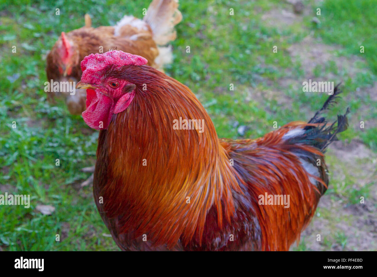 Chicken walk around the yard in the village in the spring Stock Photo ...