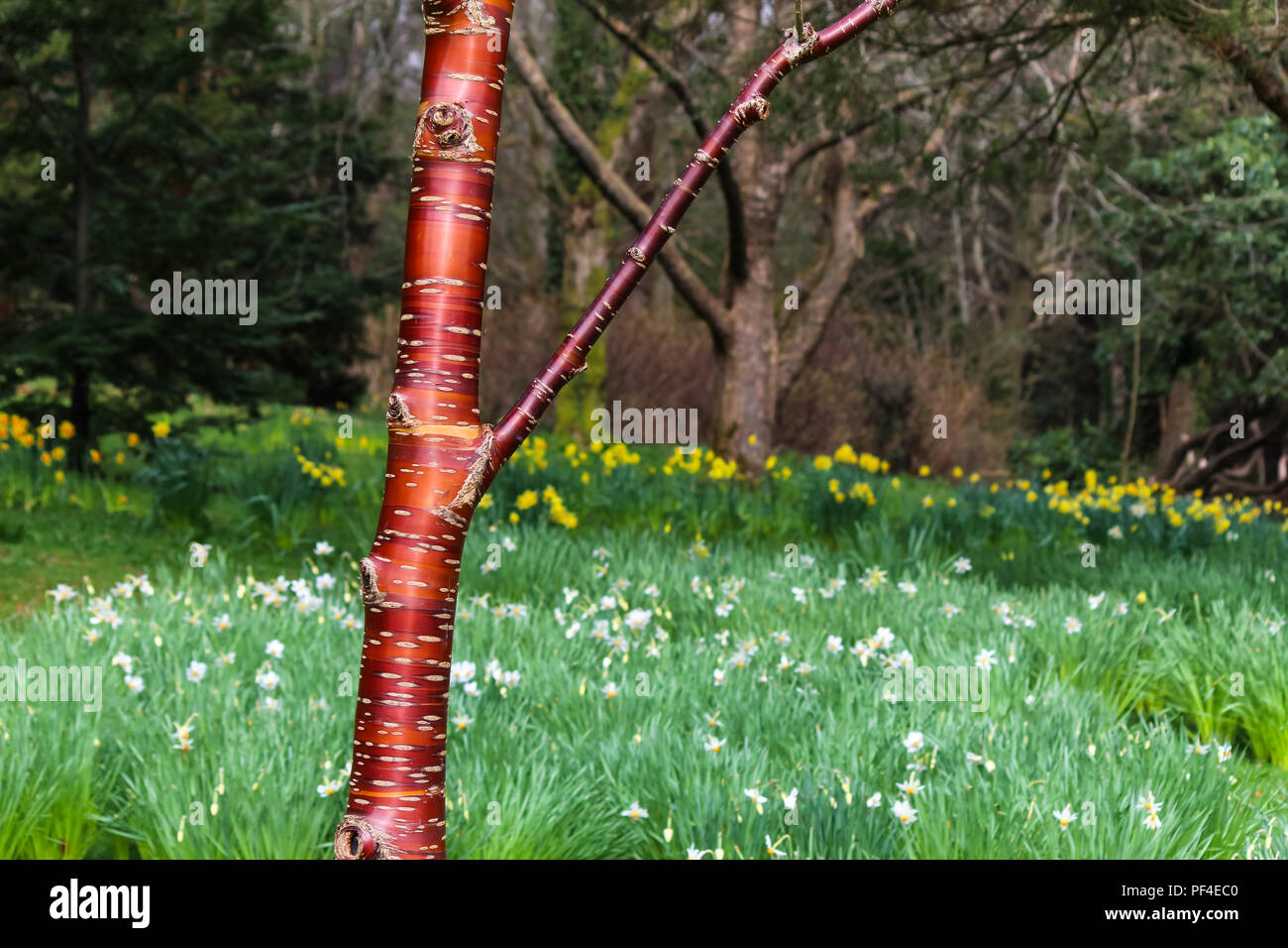 Red bark tree hi-res stock photography and images - Alamy