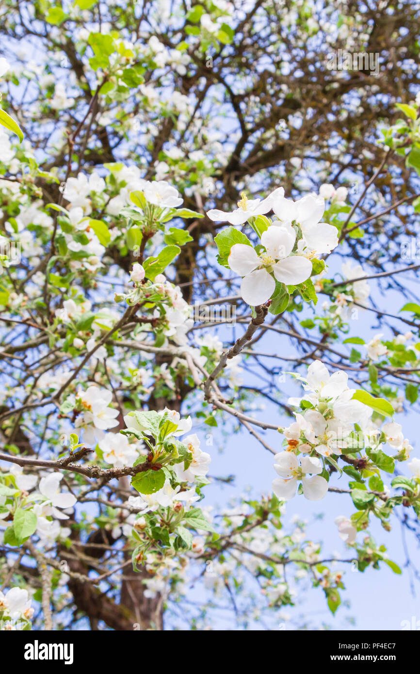 Apple tree blooms in spring in clear weather Stock Photo - Alamy